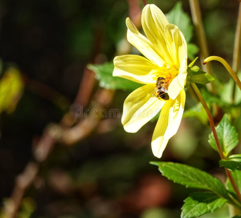 Yellow Flower Bee Pollination Stock Image - Image of prahova ...