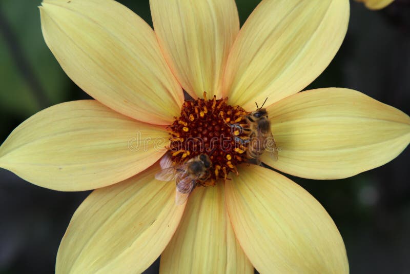 Yellow flower with bees stock photo. Image of yellow - 52431158
