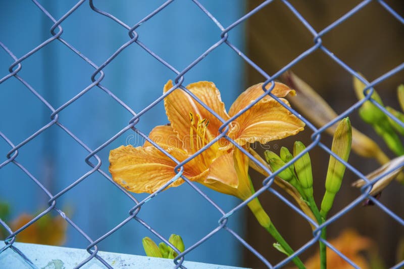 Yellow Flower Behind the Fence Stock Image - Image of grows, fresh ...