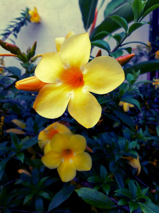 Flower BG stock image. Image of backdrop, textured, space - 35945087