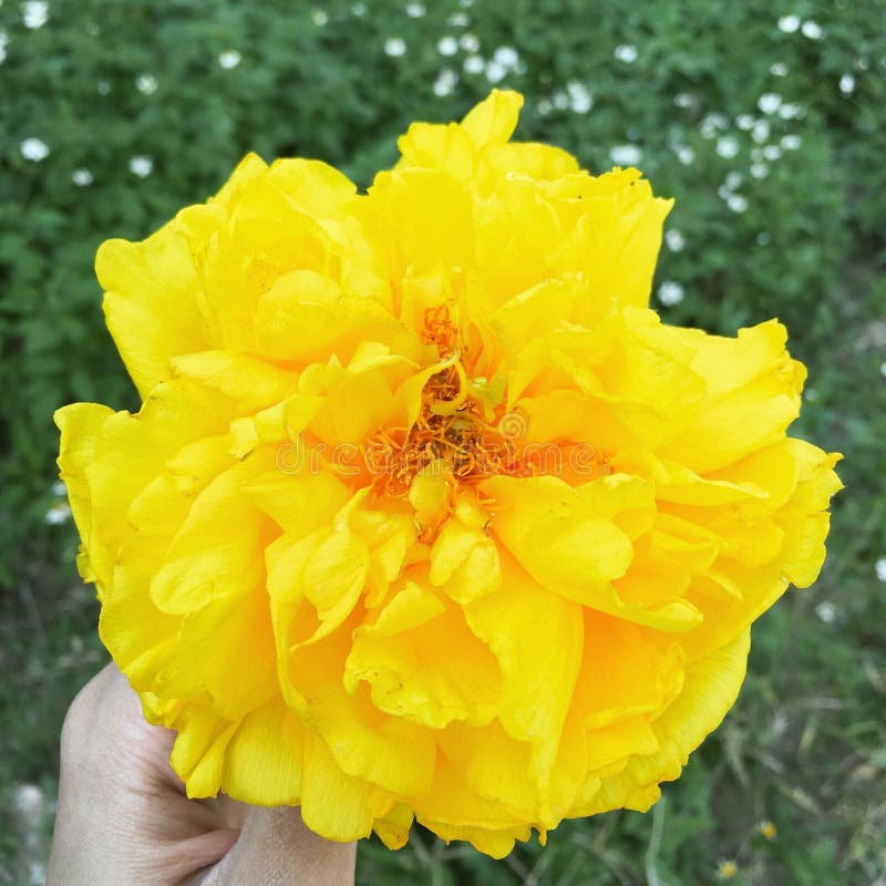 Yellow flower stock photo. Image of plant, nature, yellow - 86917794