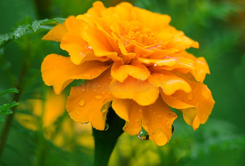 The Yellow Flower of Blackberry Stock Image - Image of gold, blossom ...