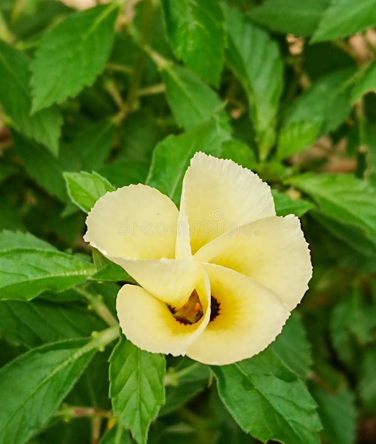 Yellow Flower that almost Bloom Stock Image - Image of bloo, herb ...