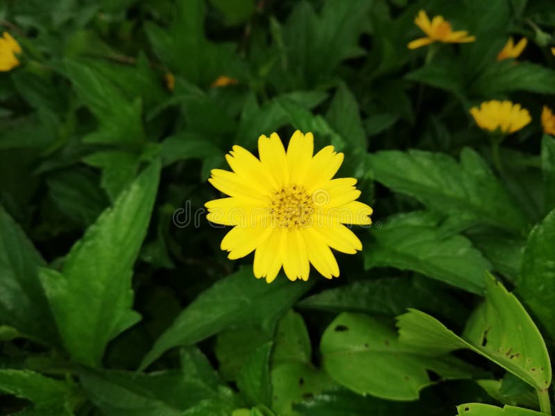 Yellow Flower Bloom Goa India Stock Image - Image of flower, yellow ...