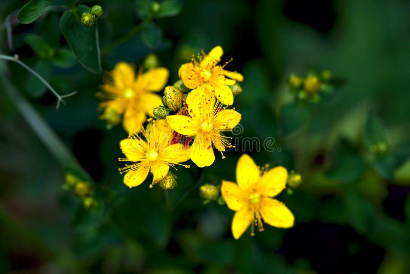 Yellow flower in bloom stock image. Image of hypericaceae - 64480635