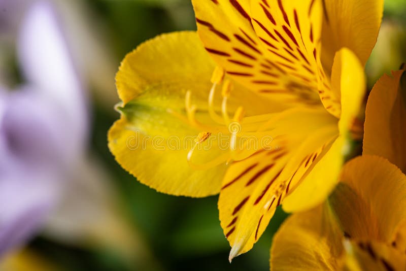Yellow Flower in Bloom with Yellow Pollen Pistils Stock Photo - Image ...