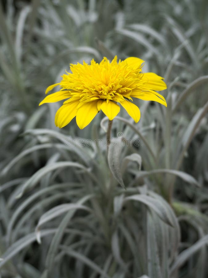 Yellow Flower Blooming Bright Plant Silver Dust Leaves Stock Image ...