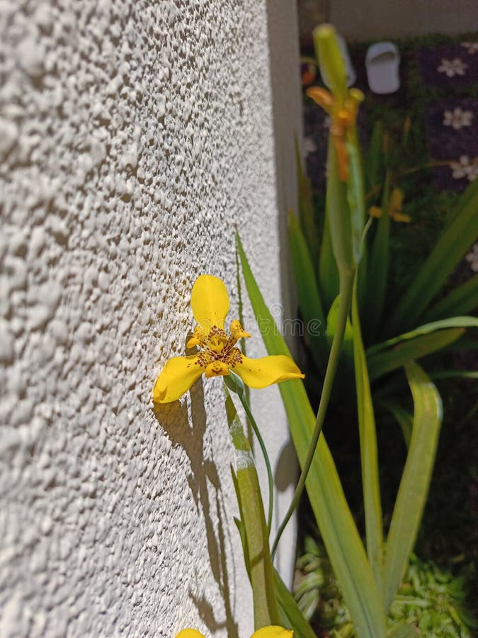 A Yellow Flower that is Blooming with Three Petals Stock Image - Image ...