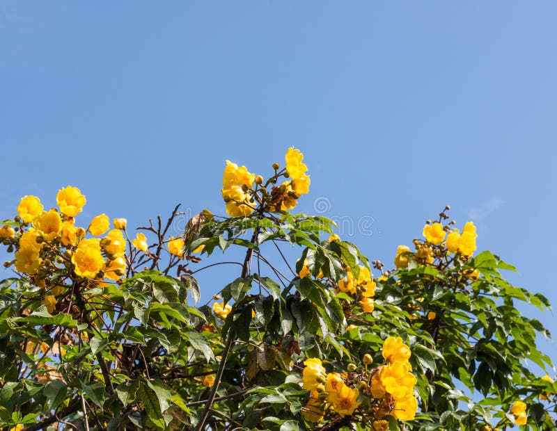 Yellow flower blooming. stock image. Image of blossom - 86670211