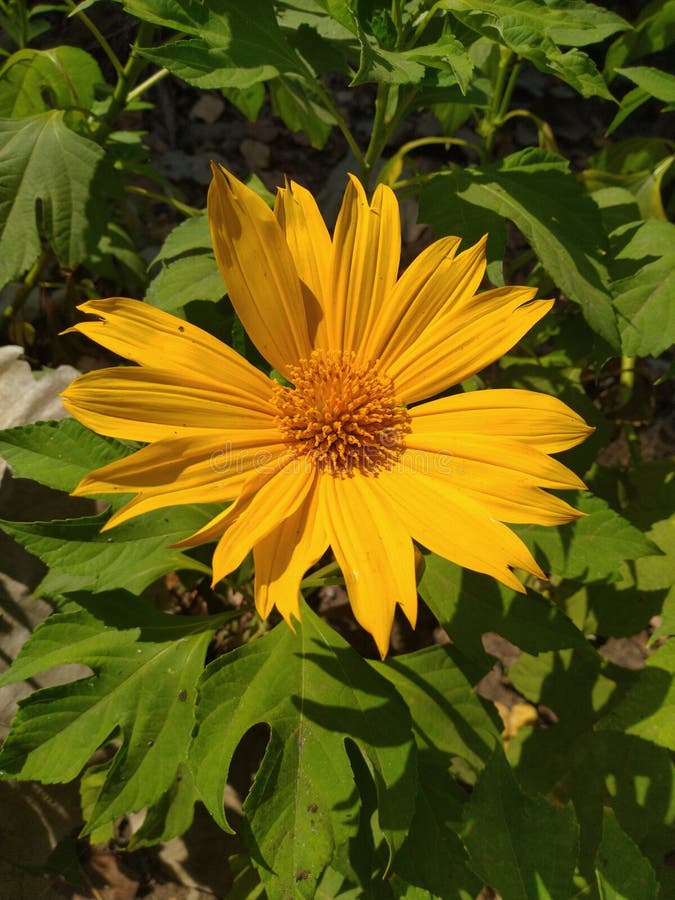 Yellow Flower Blossom Morning Vibe Stock Image - Image of morning ...