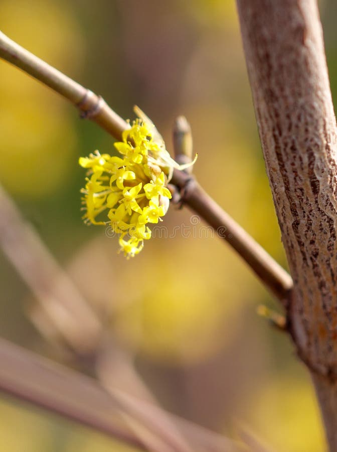 A Yellow Flower is on a Branch Stock Photo - Image of macro, blooming ...