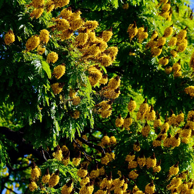 Yellow flower stock image. Image of verde, brazilian - 76671511