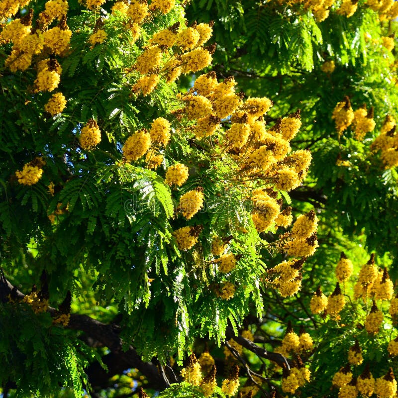 Yellow flower stock image. Image of spring, brasil, brazilian - 76671517