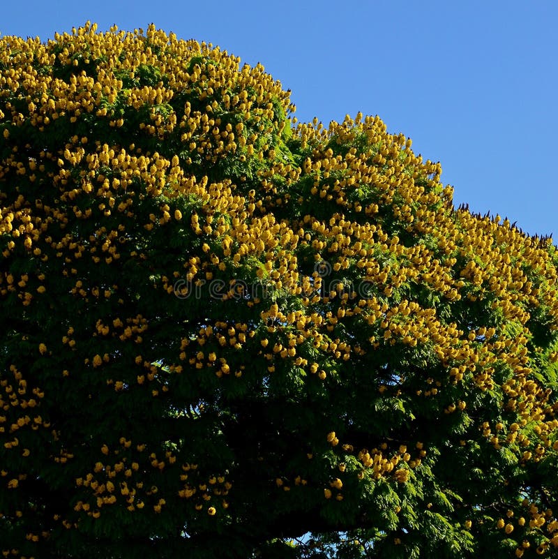 Yellow flower stock image. Image of brasil, flor, flower - 76671519
