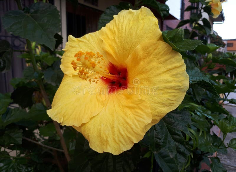 Yellow flower stock image. Image of surrounded, touch - 93000717