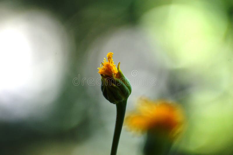 Yellow Flower Bud in Spring Stock Photo - Image of green, plant: 270091290