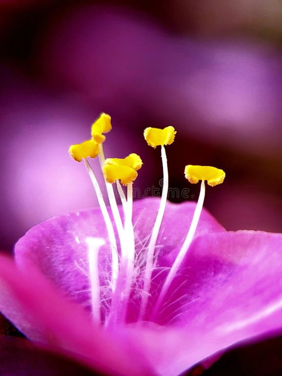 Yellow Flower Bud is Tempting 1 Stock Photo - Image of nature, tempting ...