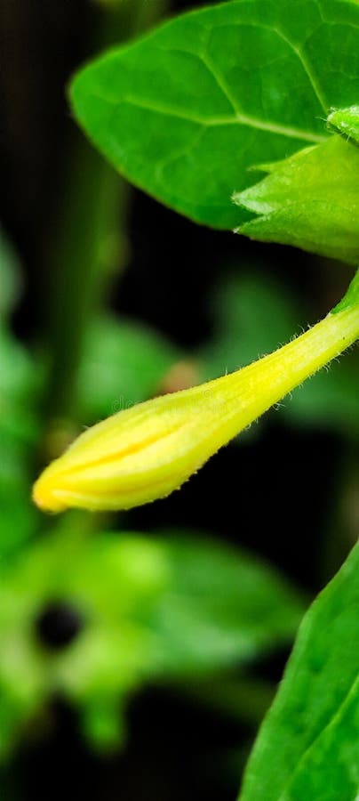 Yellow Flower Buds in Front of the Yard Stock Photo - Image of food ...