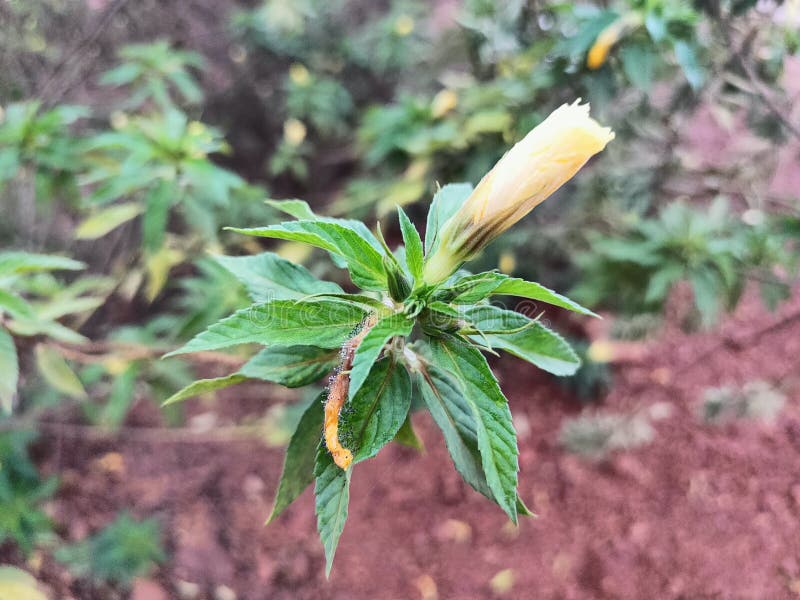 Yellow Flower Buds on the Ground Stock Image - Image of buds, flower ...