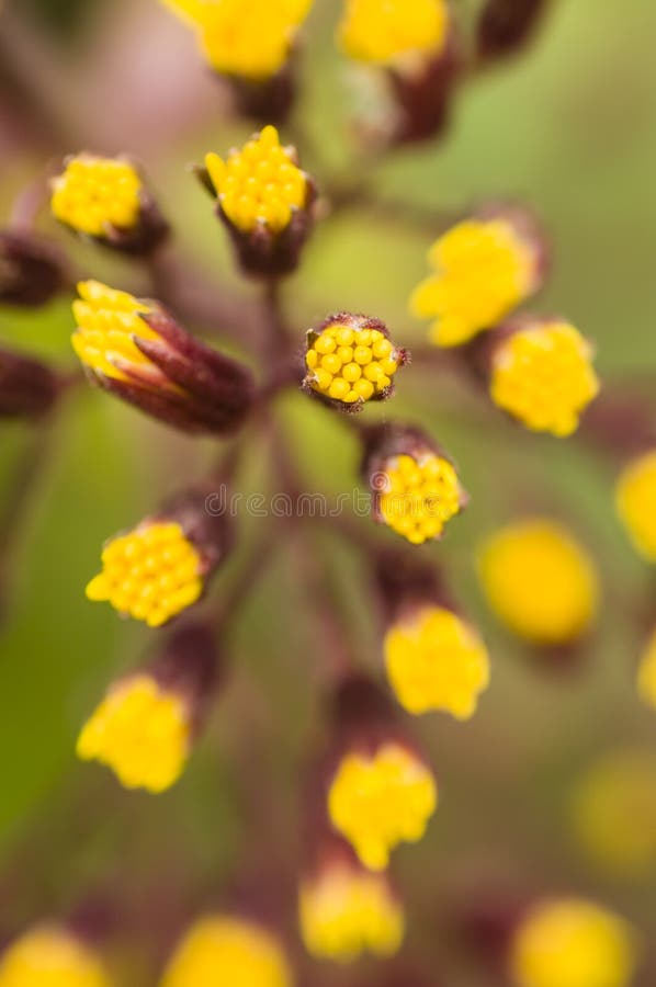 Yellow Flower Buds in Spring Stock Image - Image of nature, garden ...