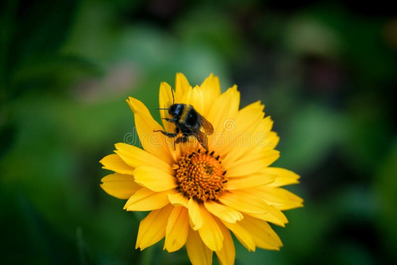 Yellow Flower with Bumblebee Stock Image - Image of bumbellbee, yellow ...
