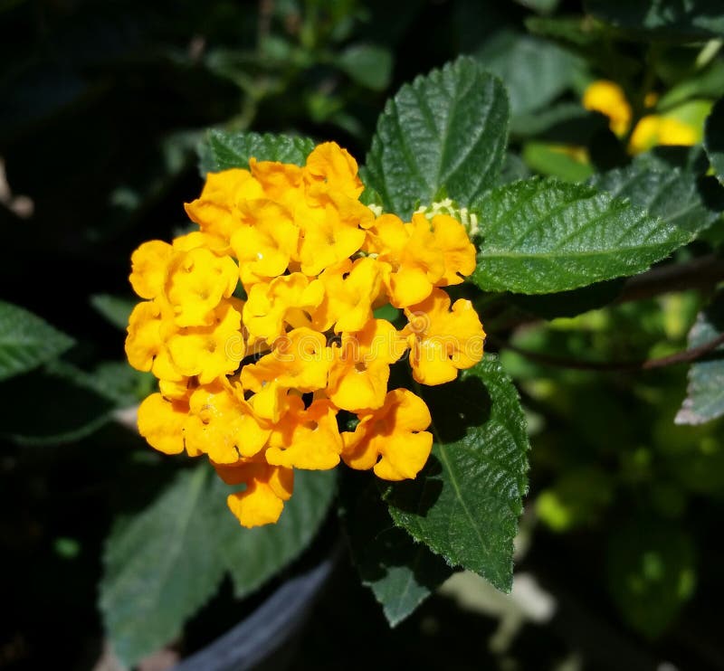 Yellow Flower Bunch stock image. Image of flowers, bunch - 45396671