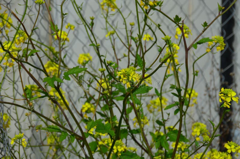 Yellow flower bush stock photo. Image of green, produce - 179355750