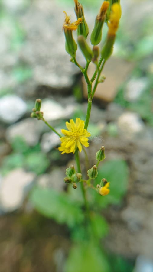 Yellow Flower Bush Grass Plant Stock Image - Image of plant, yellow ...