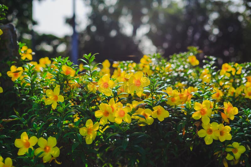 Yellow flower bush stock photo. Image of tranquil, cliff - 322357516
