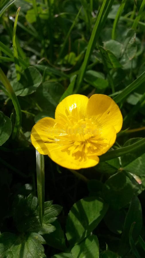 Yellow flower buttercup stock image. Image of grass, small - 54359647