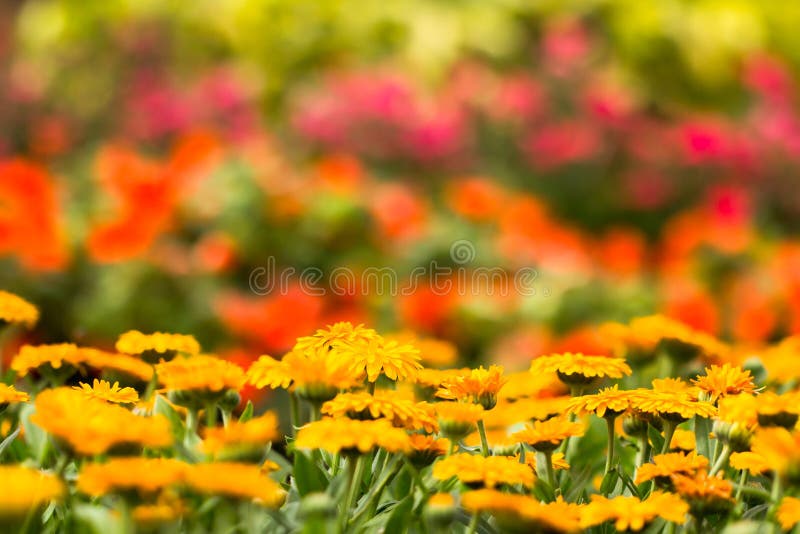 Calendula Background stock image. Image of nature, flower - 65262069