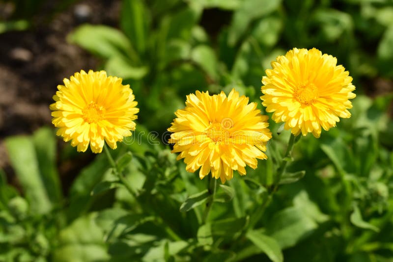 Calendula Background stock image. Image of nature, flower - 65262069