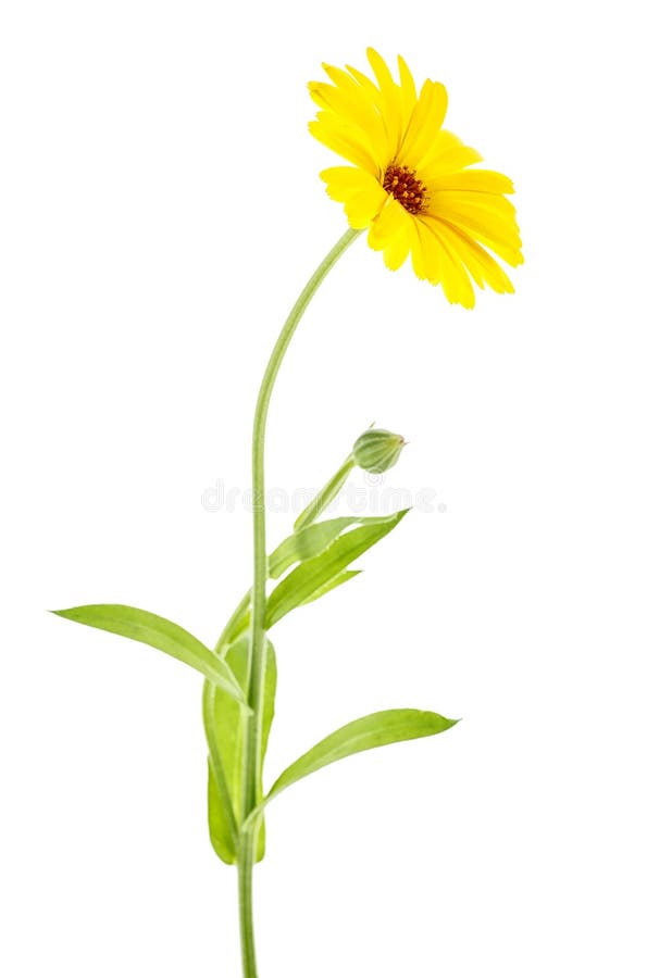Yellow Flower of Calendula Isolated on White Background. Marigold ...