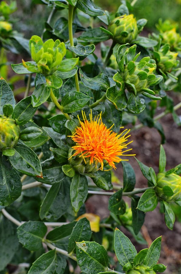 Yellow Flower of Carthamus Tinctorius Stock Image - Image of bright ...