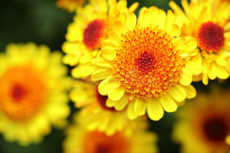 Yellow flower close up stock photo. Image of colors, bright - 18434012