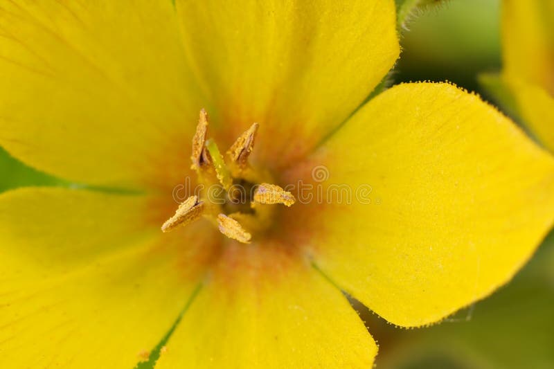 Yellow flower close up stock photo. Image of garden, summer - 2138716