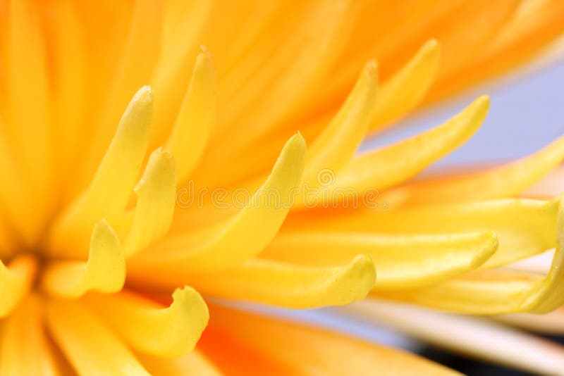 Orange Flowers Petals Texture Stock Photo - Image of closeups, close: 82788