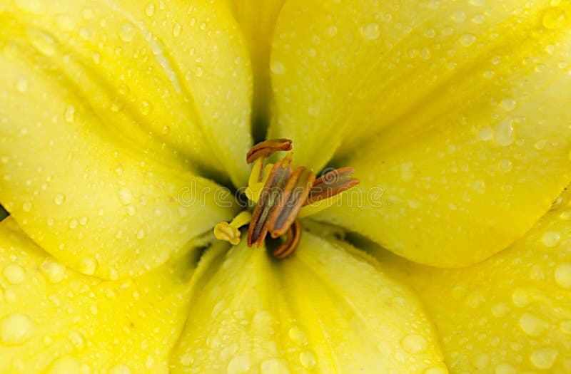 Yellow flower close up stock image. Image of pistil, flash - 59948377