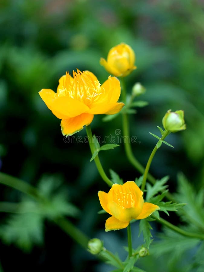 Yellow Golden Queen Trollius Flower Stock Image - Image of detail ...