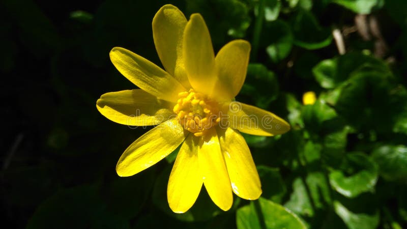 Yellow Flower Close Up Image Isolated on Green and Dark Background ...