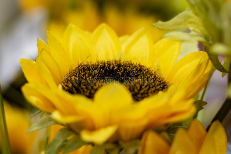 Yellow Flower Close-up. Macrophoto. Stock Image - Image of agriculture ...