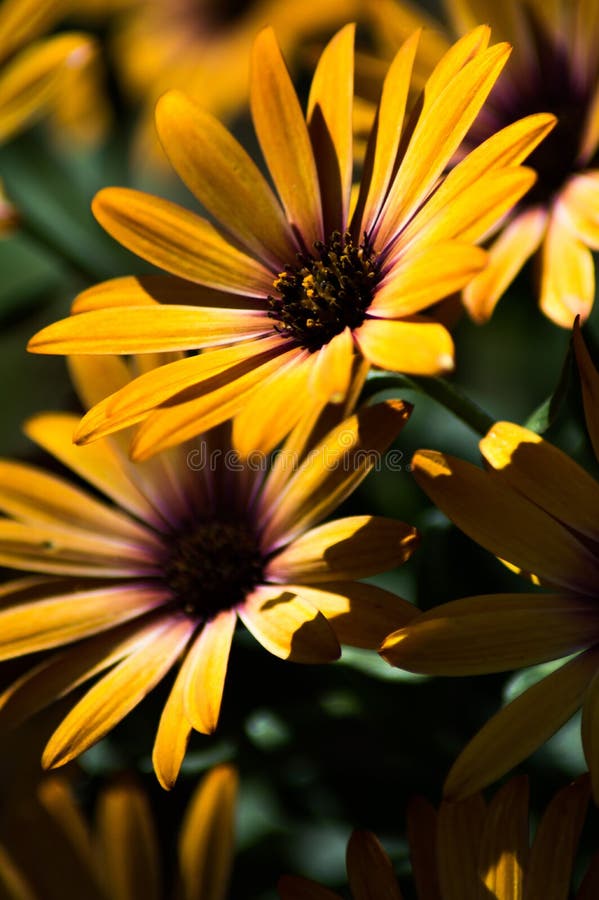 Yellow Flower Close-up Shot Wallpaper Stock Image - Image of zagreb ...