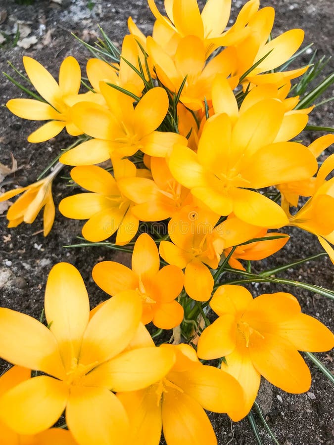 Yellow Flower Close Up with Very Smooth Surface of Each Leaf. Stock ...