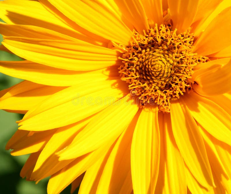 Yellow Flower Closeup stock image. Image of macro, cheery - 14900183