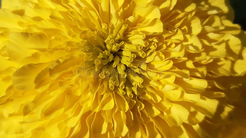Yellow flower closeup stock photo. Image of flower, blossom - 192803432