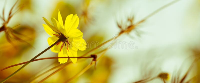 Yellow flower stock photo. Image of nature, fresh, macro - 37925850