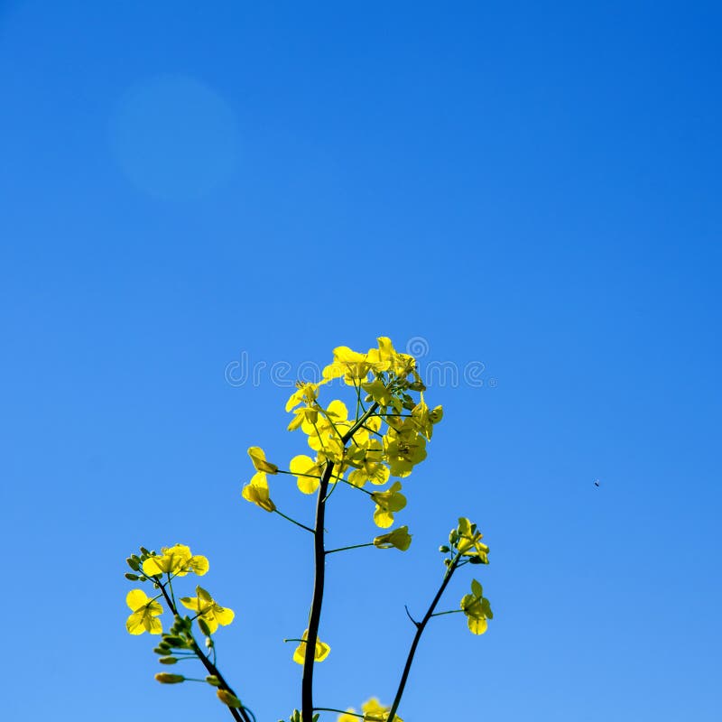 Yellow flower closeup stock photo. Image of outdoors - 31477876