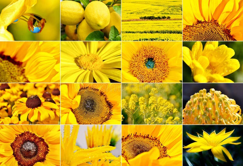 Yellow flower collage stock photo. Image of plants, collage - 96312456