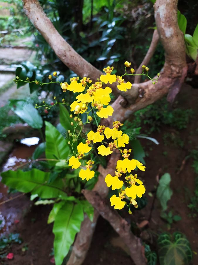 Yellow Flower Color Orchid Planted on a Tree Stock Image - Image of ...