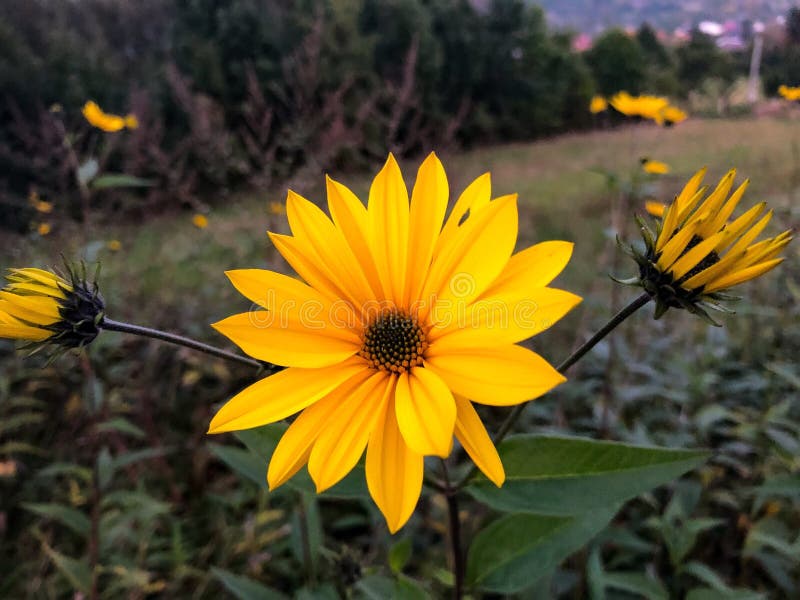 Yellow flower stock image. Image of nature, flowers - 125090301
